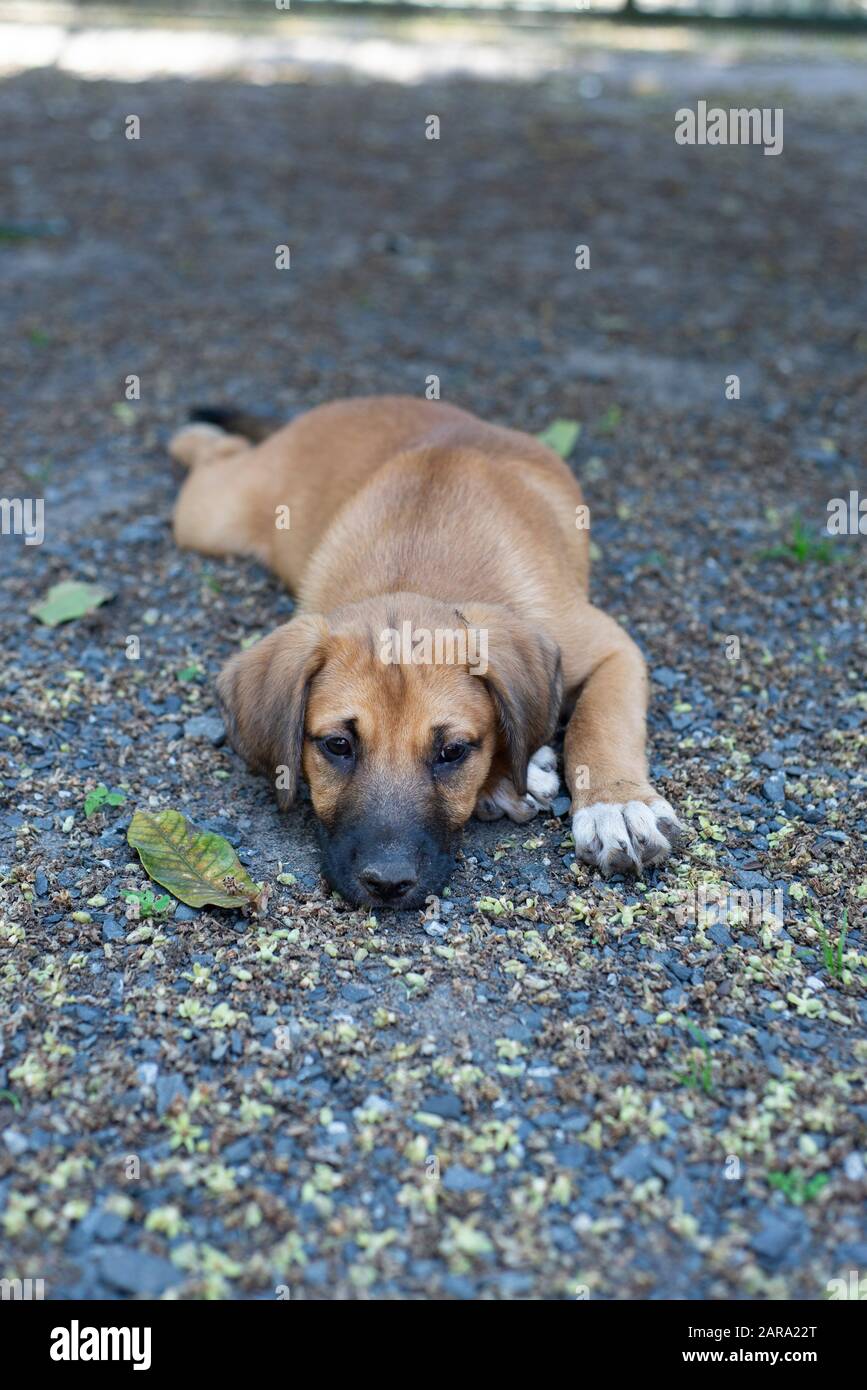 Rescue Dog Portrait Stock Photo - Alamy
