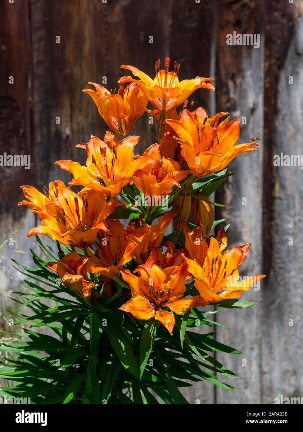 Flowering Fire lily (Lilium bulbiferum), Province of Vercelli, Italy ...