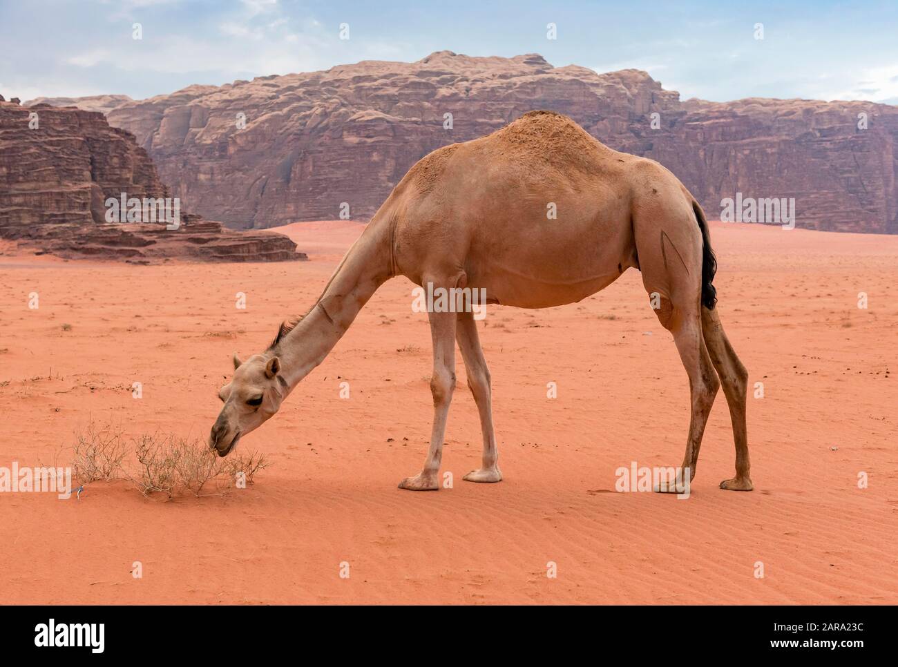 Camel, eating, Wadi Rum Desert, Jordan Stock Photo - Alamy