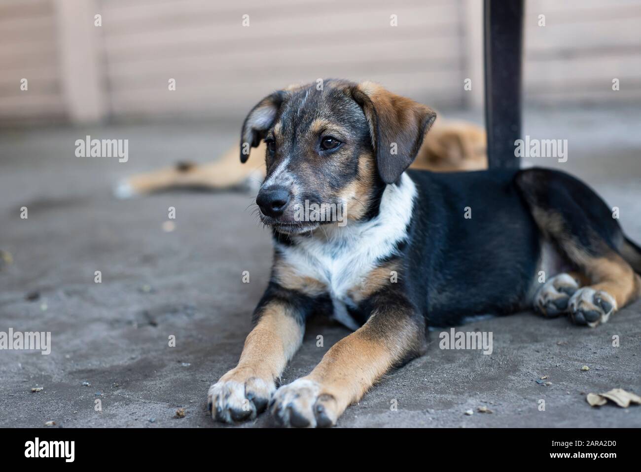 Rescue Dog Portrait Stock Photo - Alamy