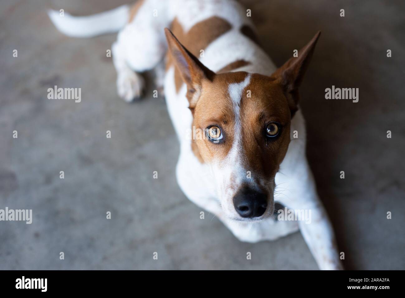 Basenji cross hi-res stock photography and images - Alamy