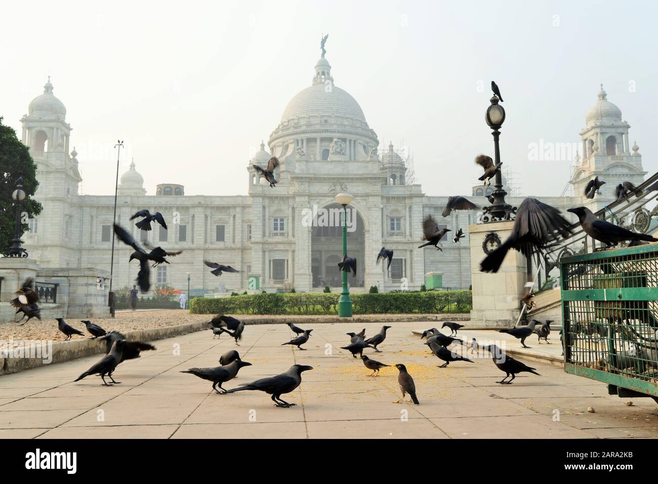 Crows feeding and flying, Victoria Memorial, Kolkata, West Bengal ...