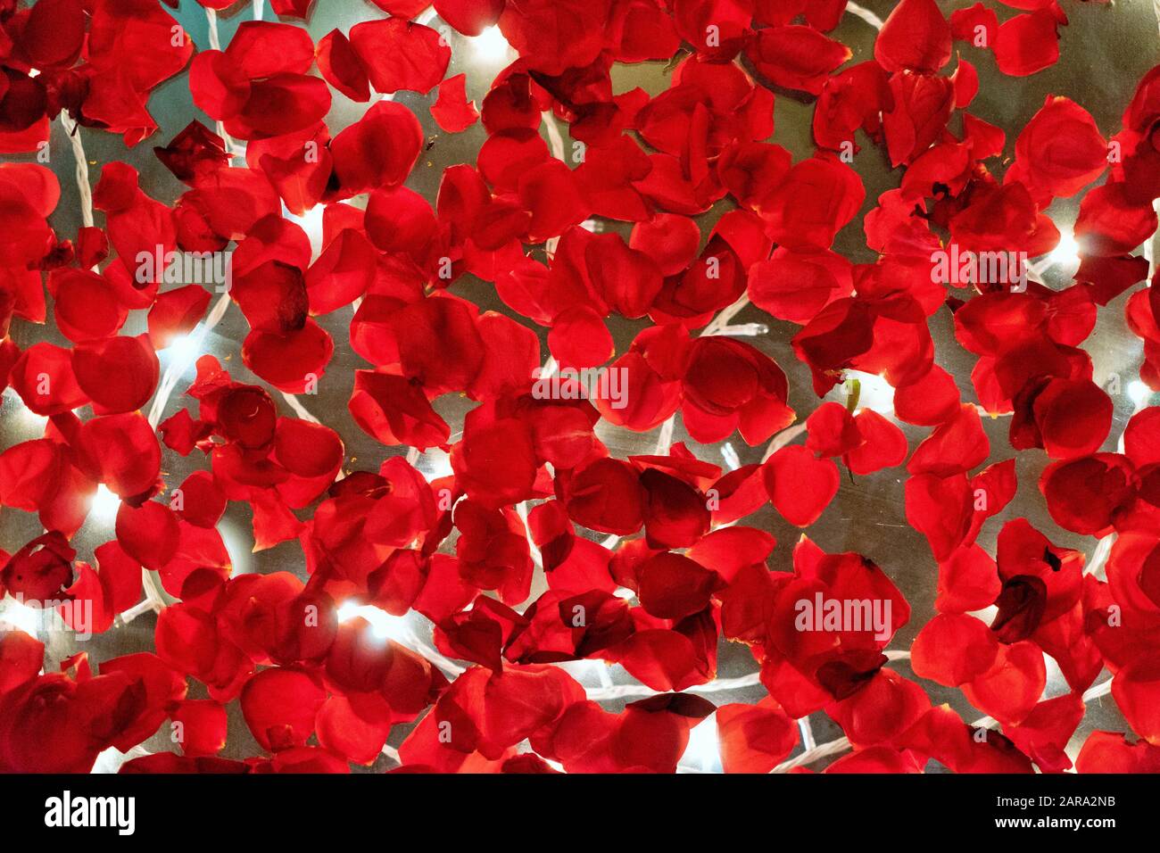 Red Rose Petals floating in water, Wedding Hall decoration, India, Asia ...