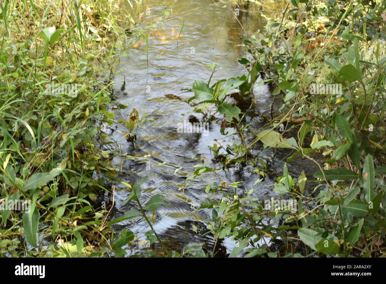 Water flow in the small canal covered with small plants, fresh look of ...