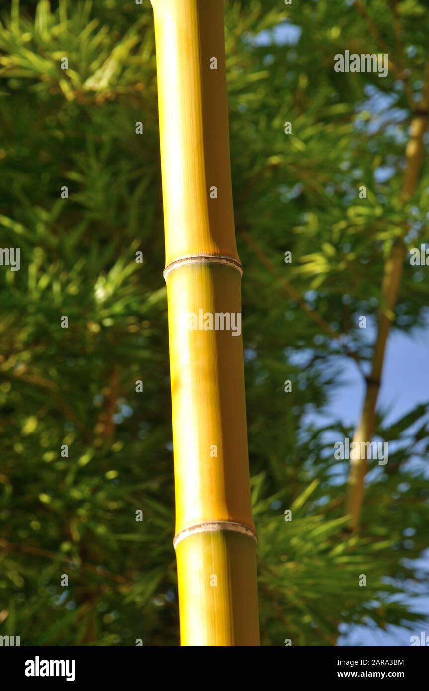 Bamboo stem in sun light Stock Photo - Alamy