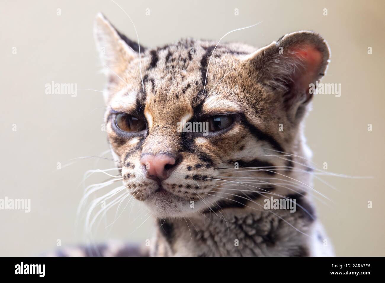 Margay hi-res stock photography and images - Alamy