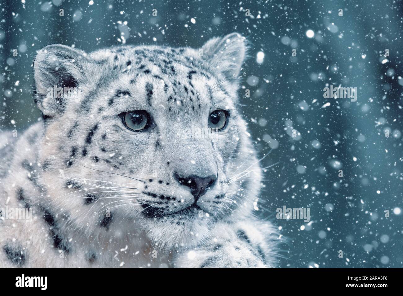White Snow Leopard Face