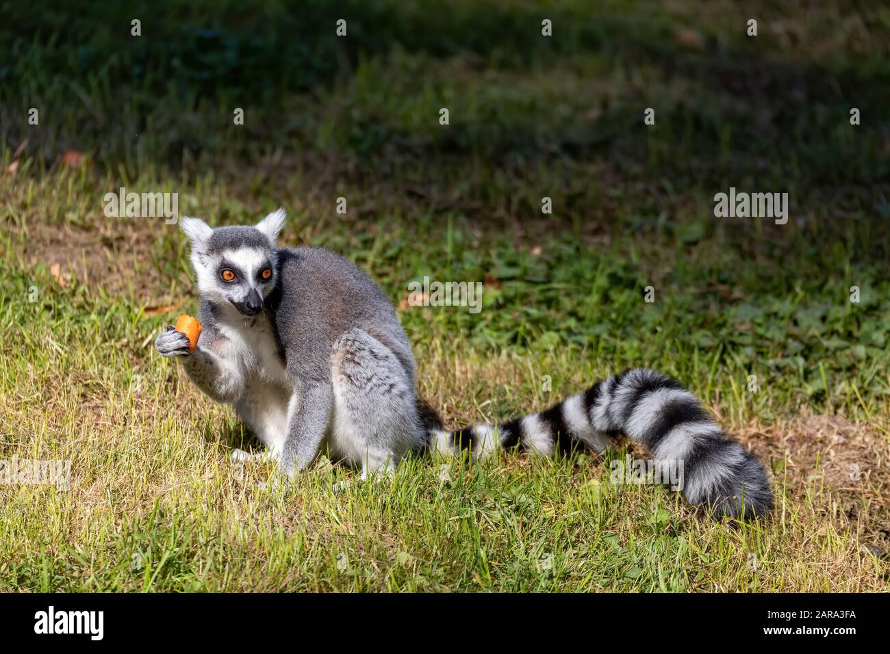 cute and playful ring-tailed lemur feeding on ground, Lemur catta Stock ...