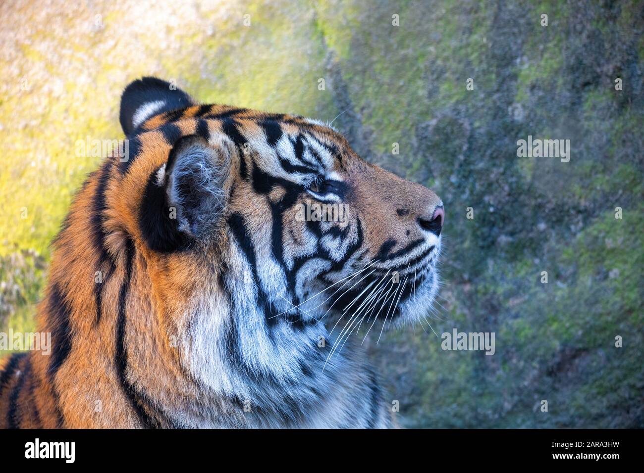 Sumatran tiger (Panthera tigris sumatrae), rare tiger subspecies that ...