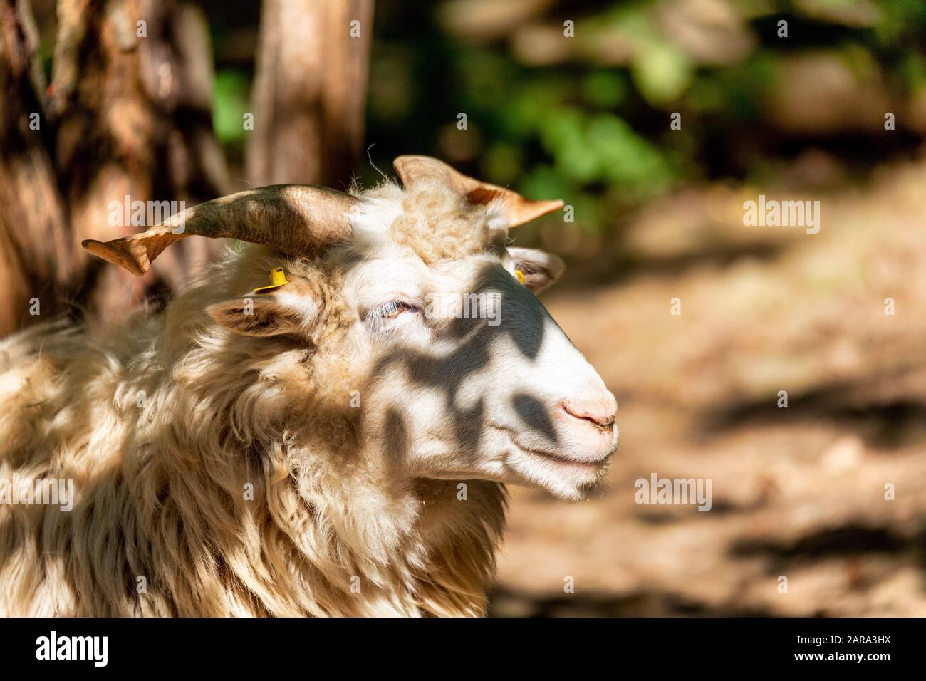 White ram sheep long horns hi-res stock photography and images - Alamy