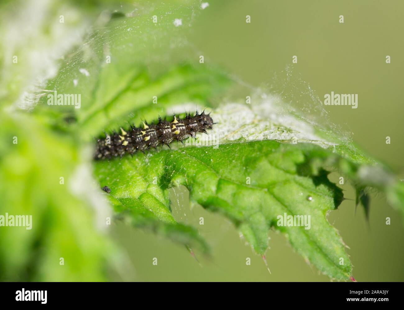 Painted lady caterpillar Stock Photo - Alamy