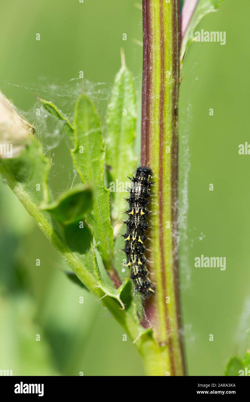 Painted lady caterpillar Stock Photo - Alamy