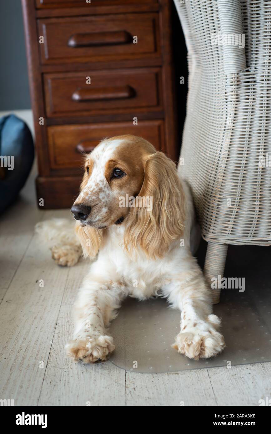 White and tan coloured spaniel hi-res stock photography and images - Alamy