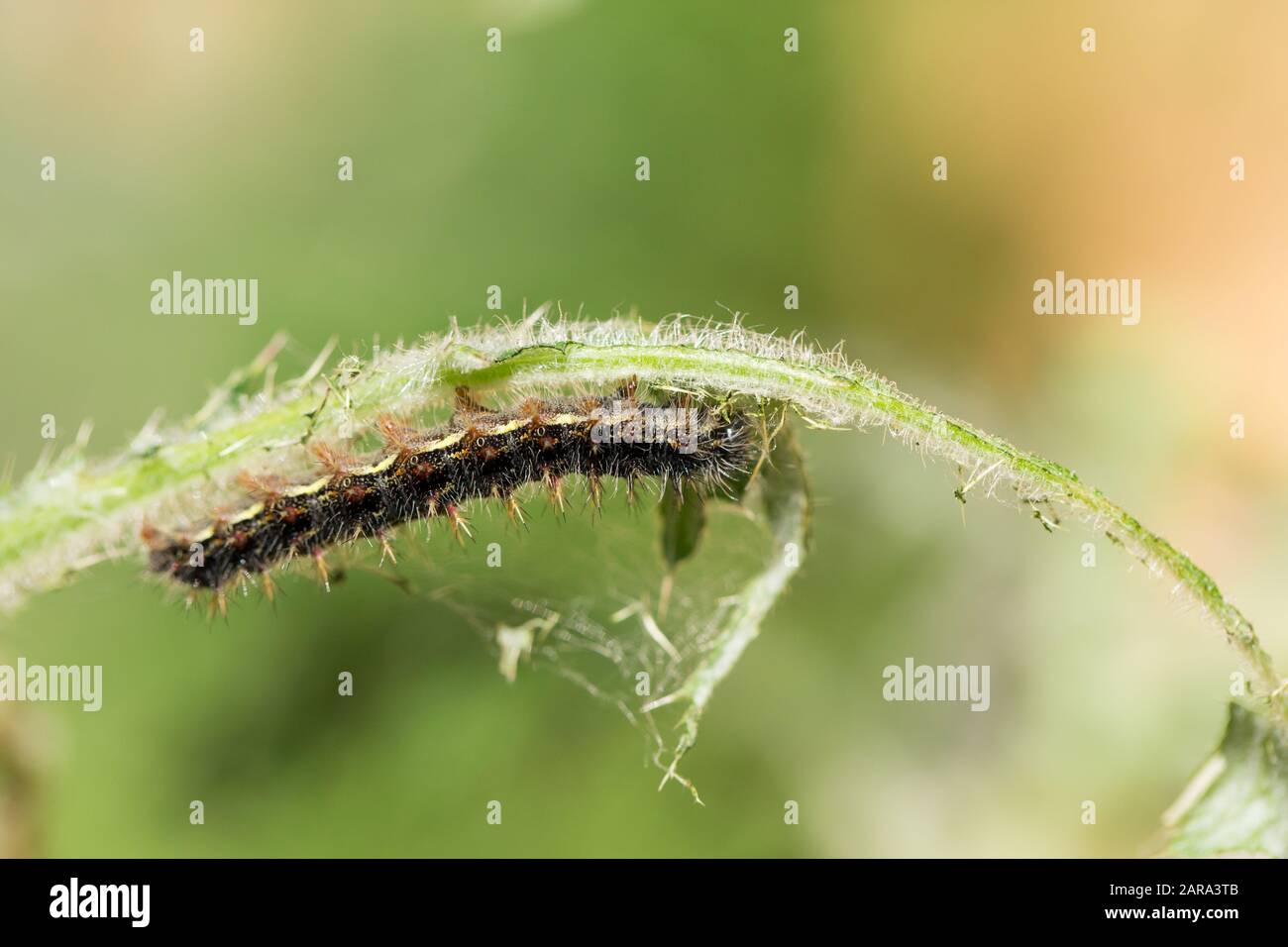 Painted lady caterpillar Stock Photo - Alamy