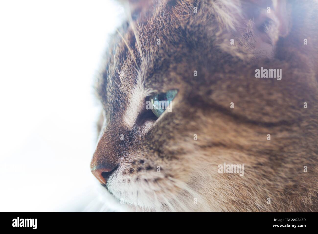 adult domestic cat portrait close up Stock Photo - Alamy
