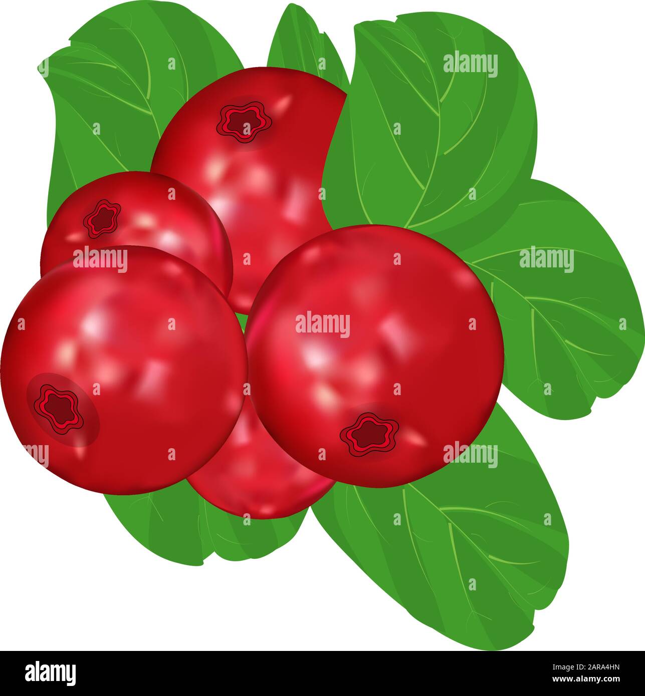 Natural wild cranberry lingonberry Stock Vector Images - Alamy