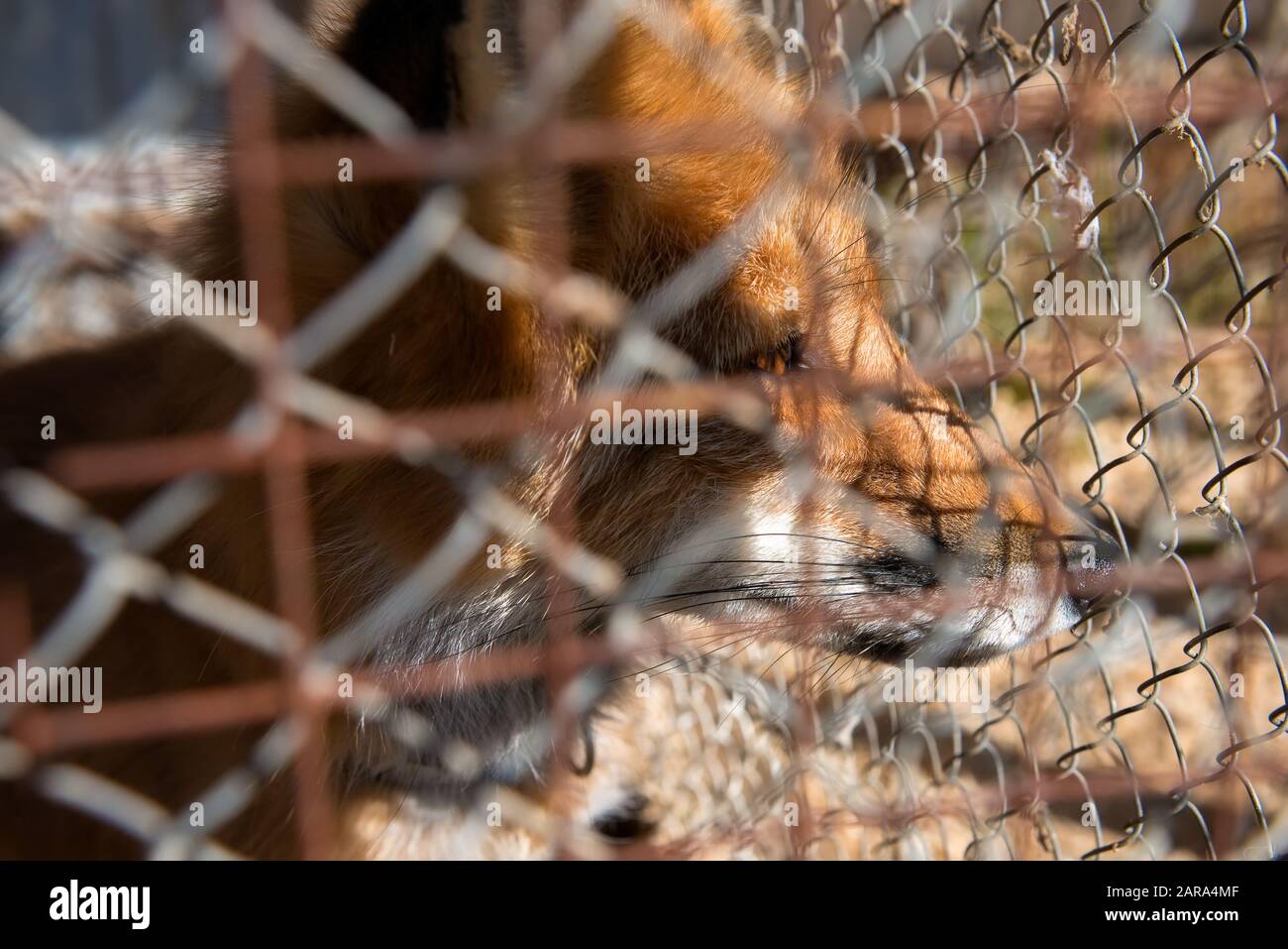 The fox peeps out from behind the net Stock Photo - Alamy