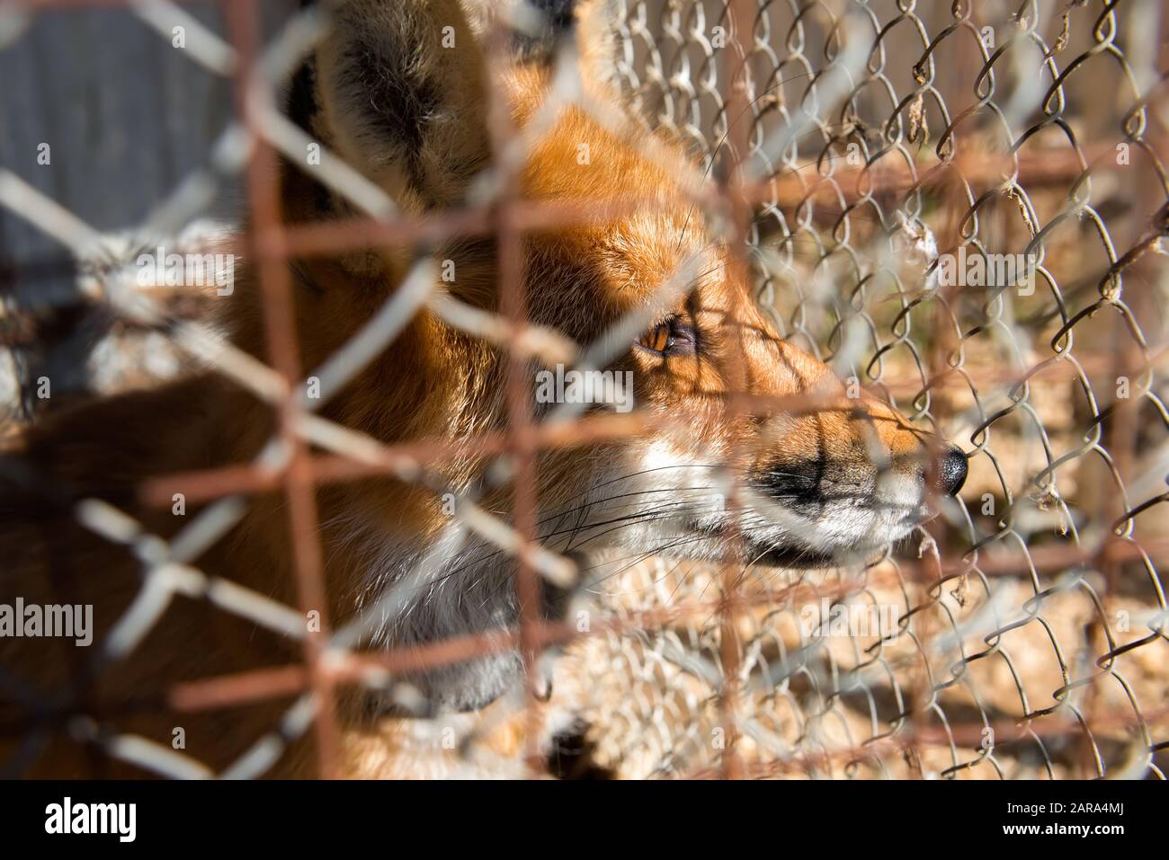 Fox fence predator hi-res stock photography and images - Alamy