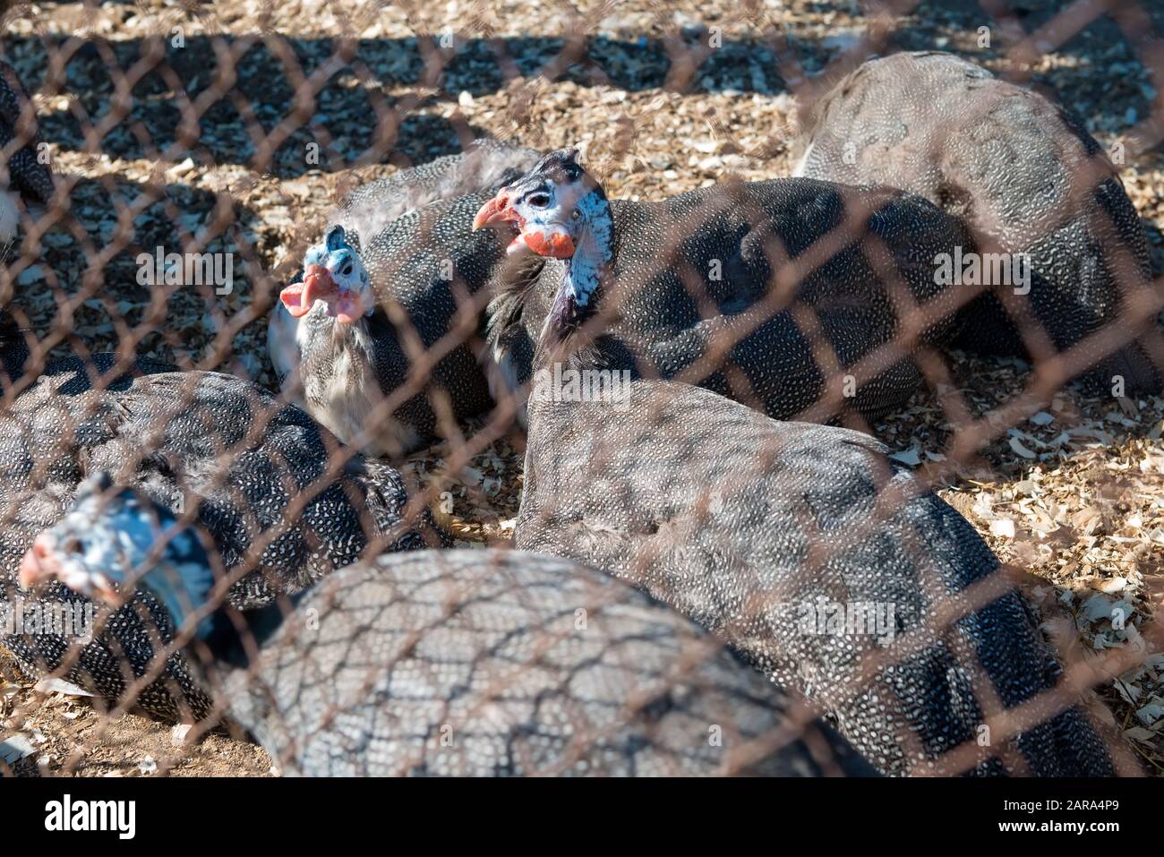 Guinea fowl birds in a cage poultry farm Stock Photo - Alamy