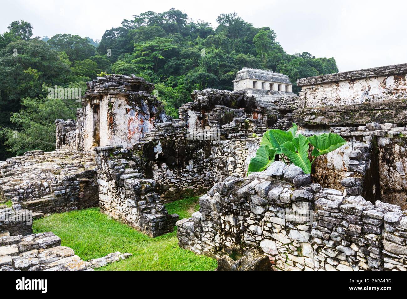 Pyramid building at the Maya archeological site Stock Photo - Alamy