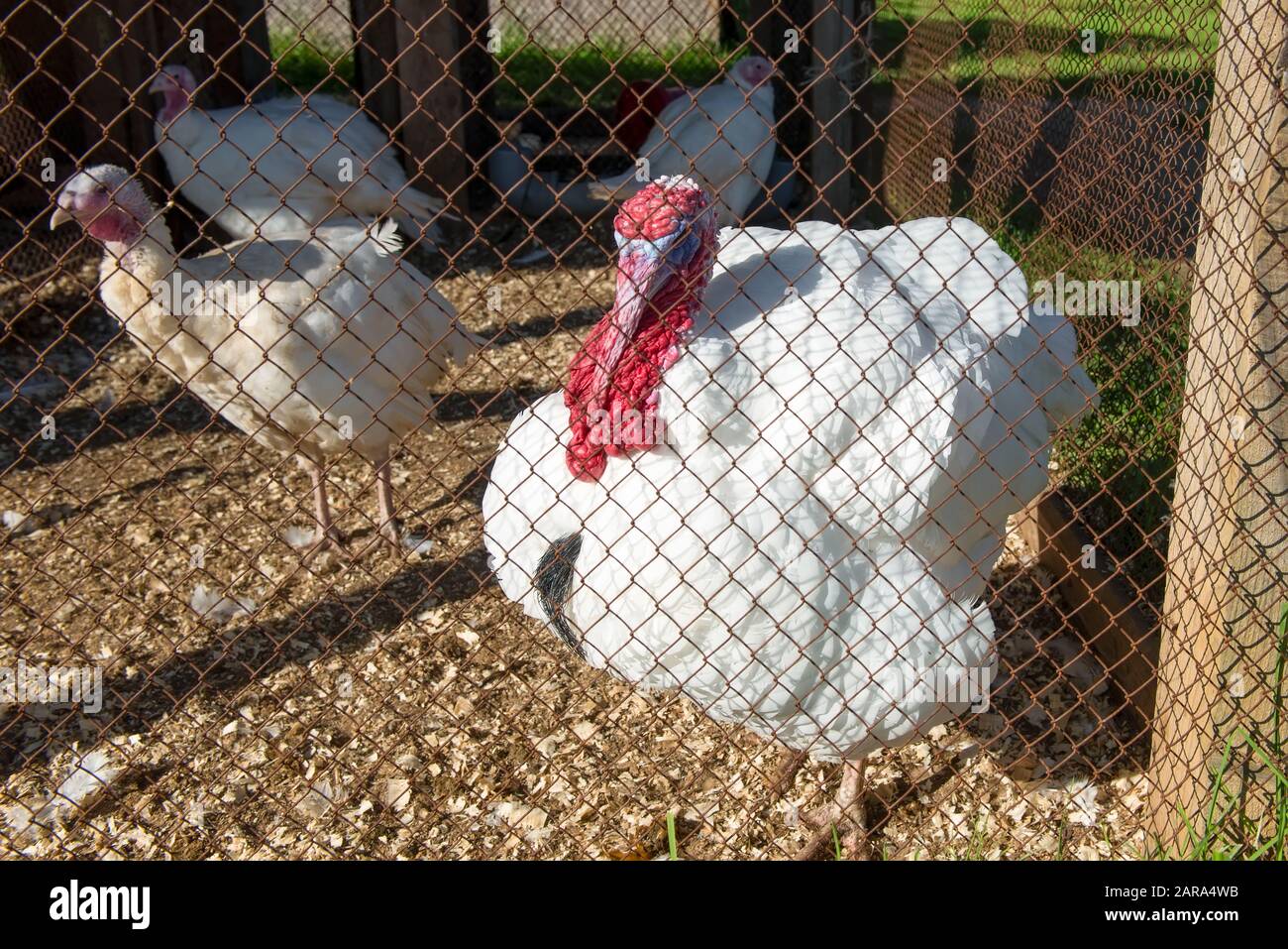 White broad-breasted turkey in a cage poultry farm Stock Photo - Alamy