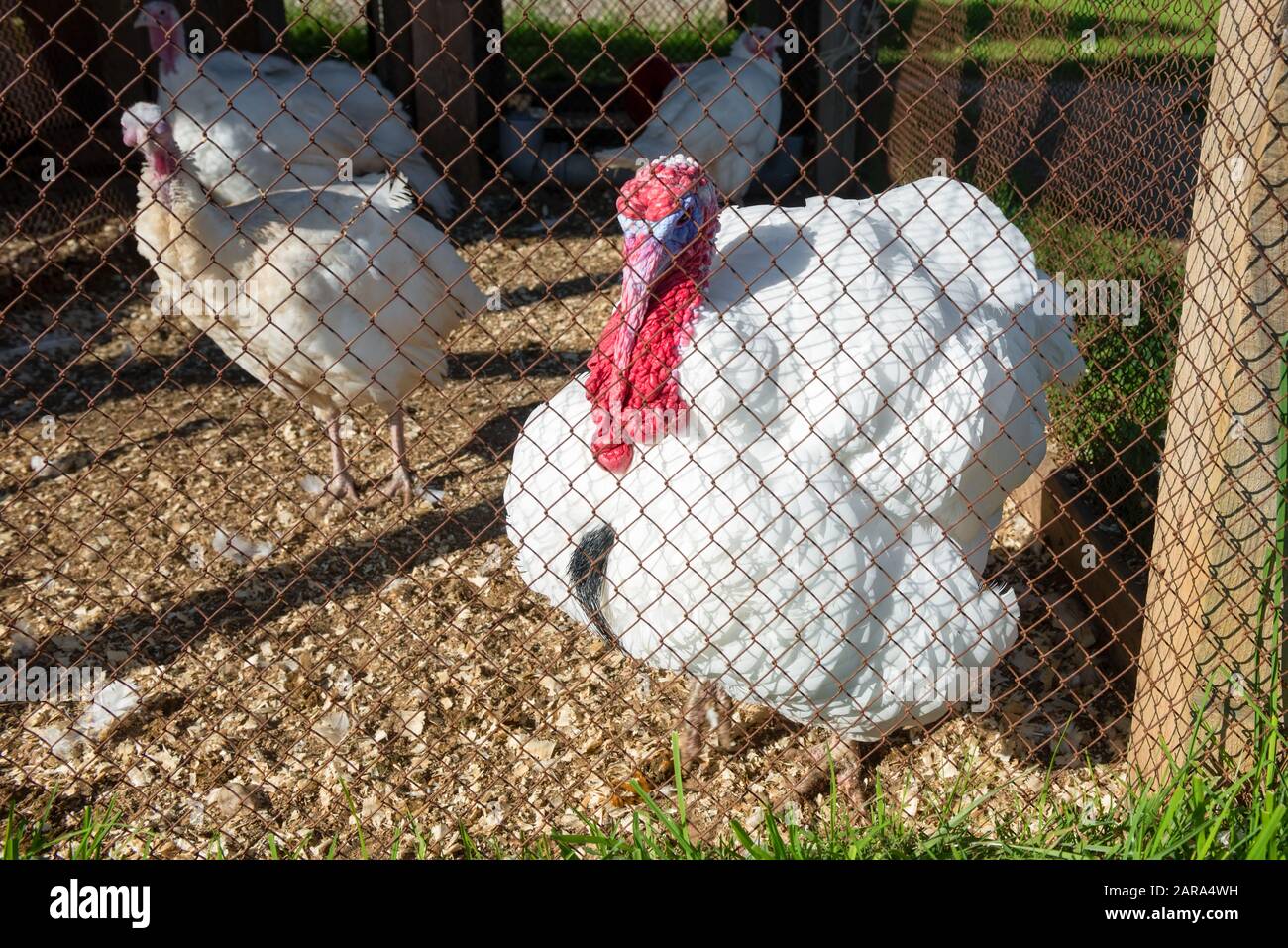 White broad-breasted turkey in a cage poultry farm Stock Photo - Alamy