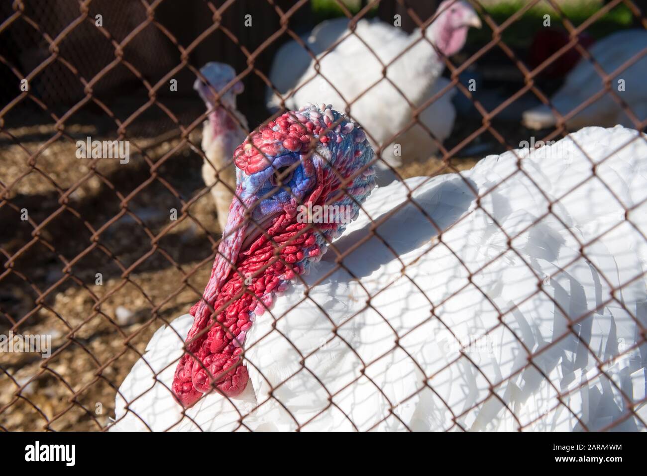 White broad-breasted turkey in a cage poultry farm Stock Photo - Alamy