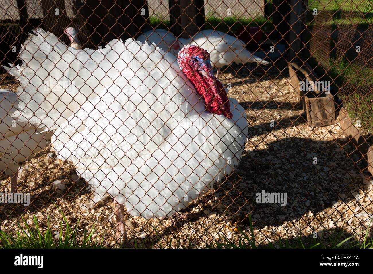 White broad-breasted turkey in a cage poultry farm Stock Photo - Alamy