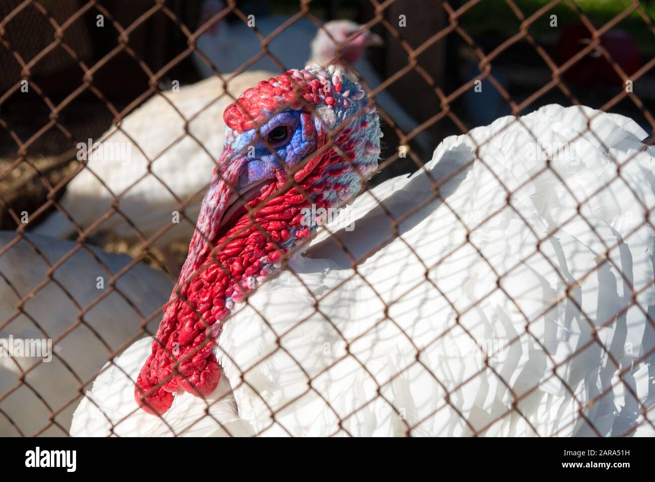 White broad-breasted turkey in a cage poultry farm Stock Photo - Alamy