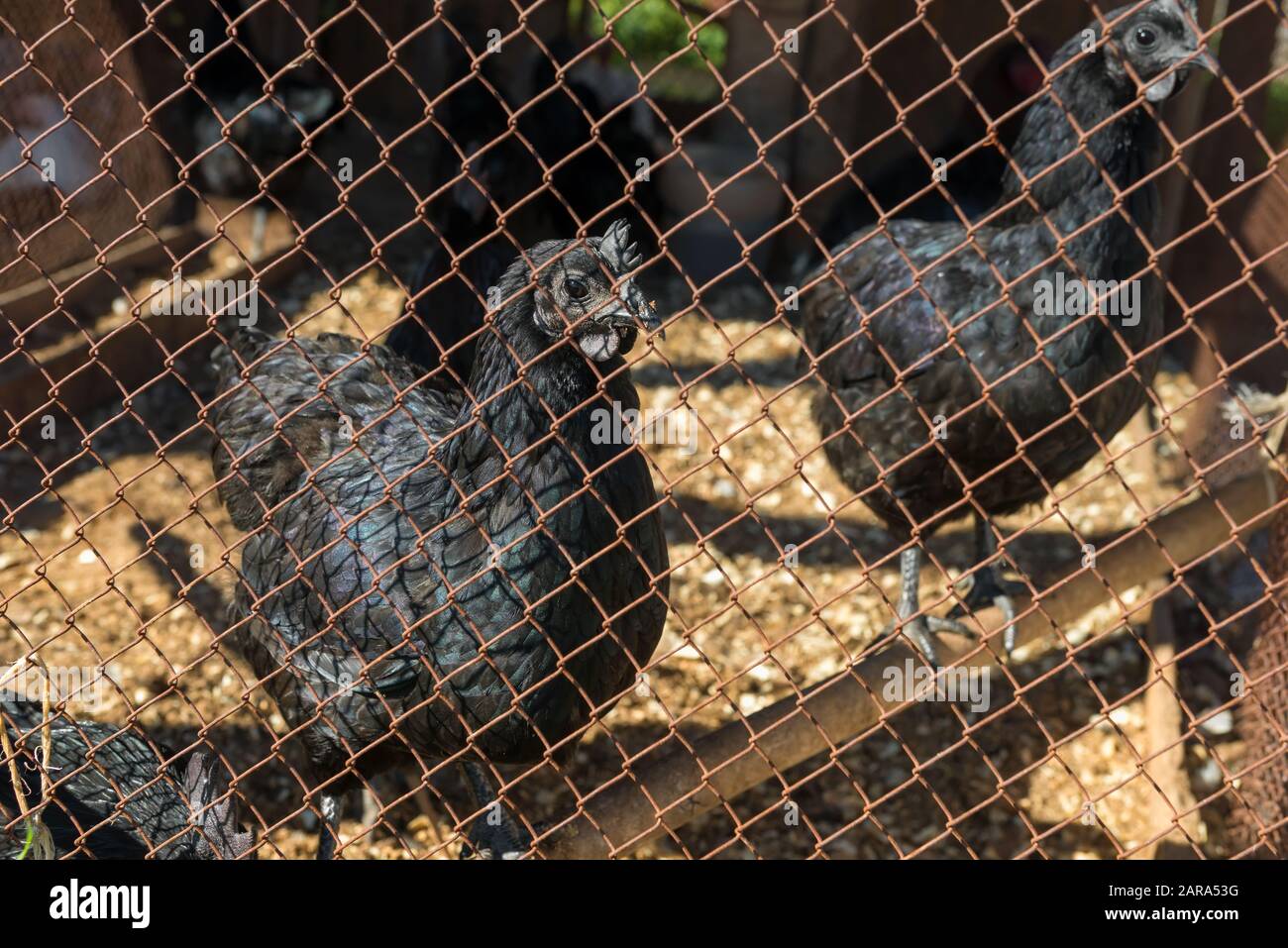Chicken breed Ayam Tsemani on a poultry farm in the cage Stock Photo ...