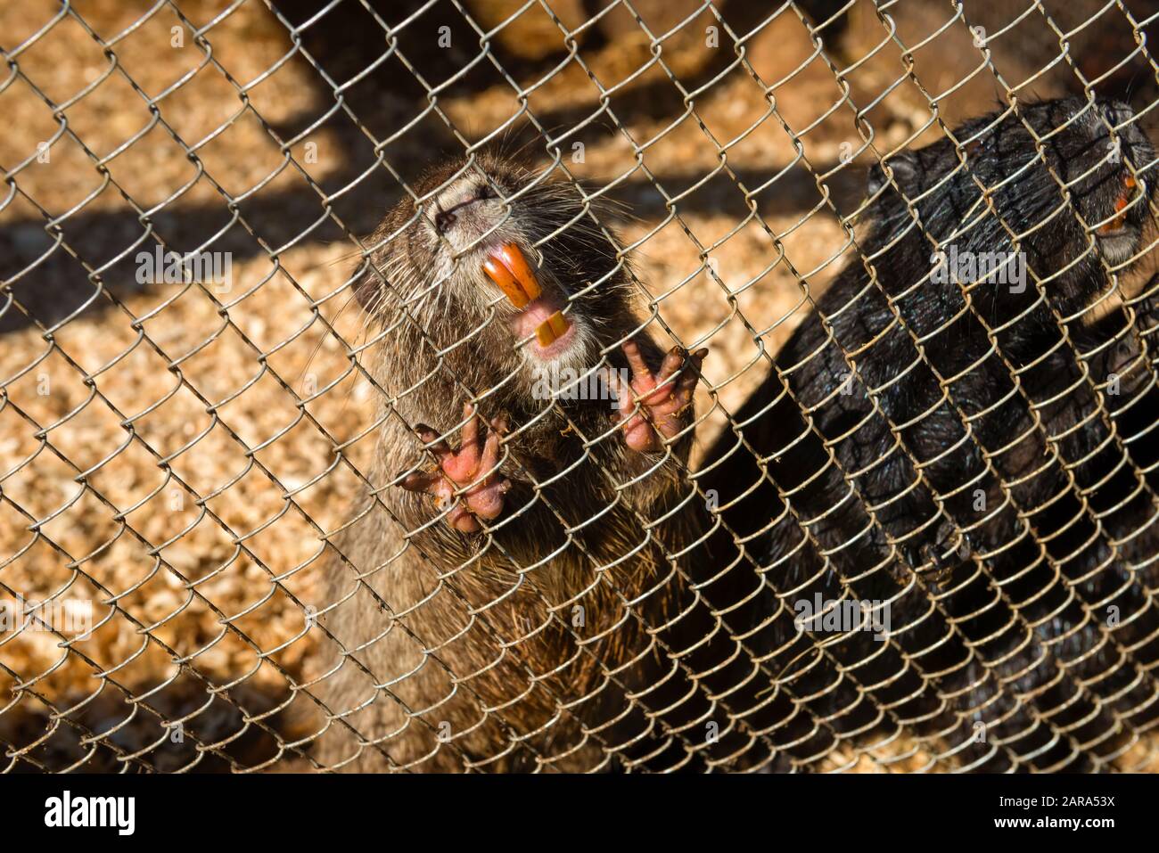 Nutria meat hi-res stock photography and images - Alamy