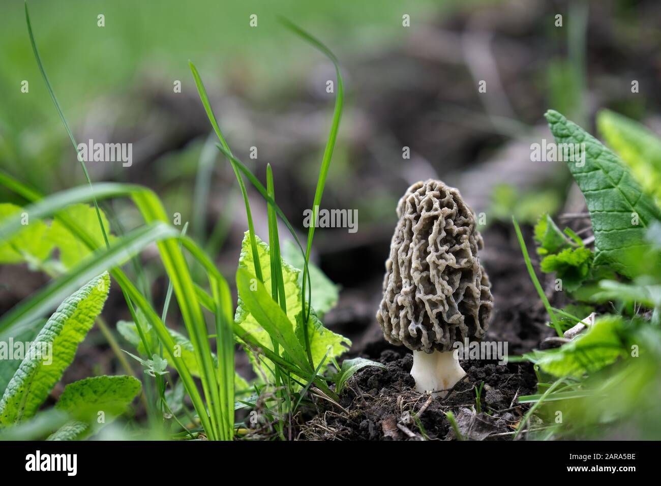 Morchella esculenta (morel) is edible mushroom spring fresh mushrooms ...