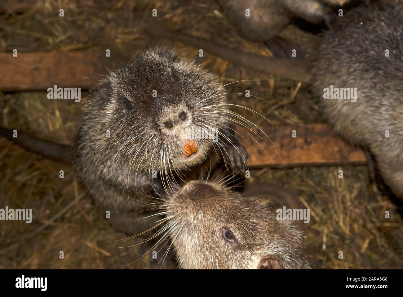 Nutria, or coipu, or marsh beaver (lat.Myocastor coypus) - a mammal of ...