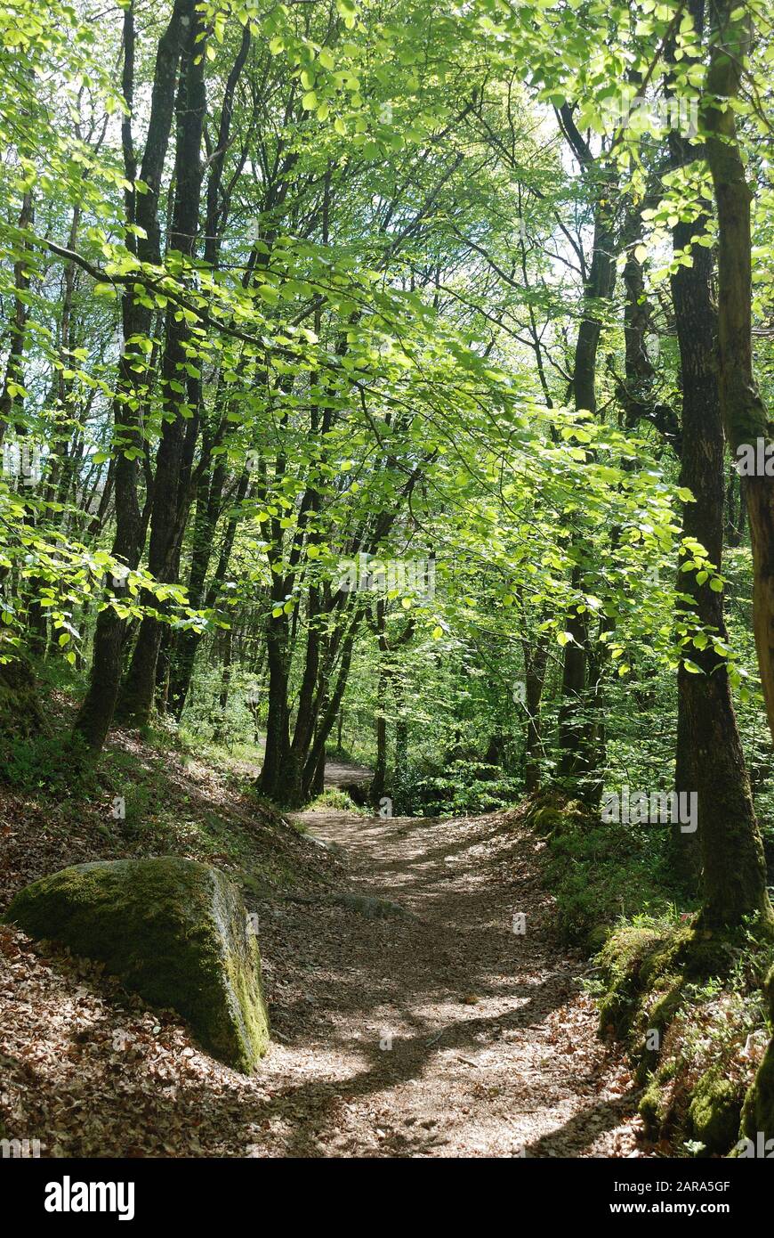 Path in a forest in Brittany Stock Photo - Alamy
