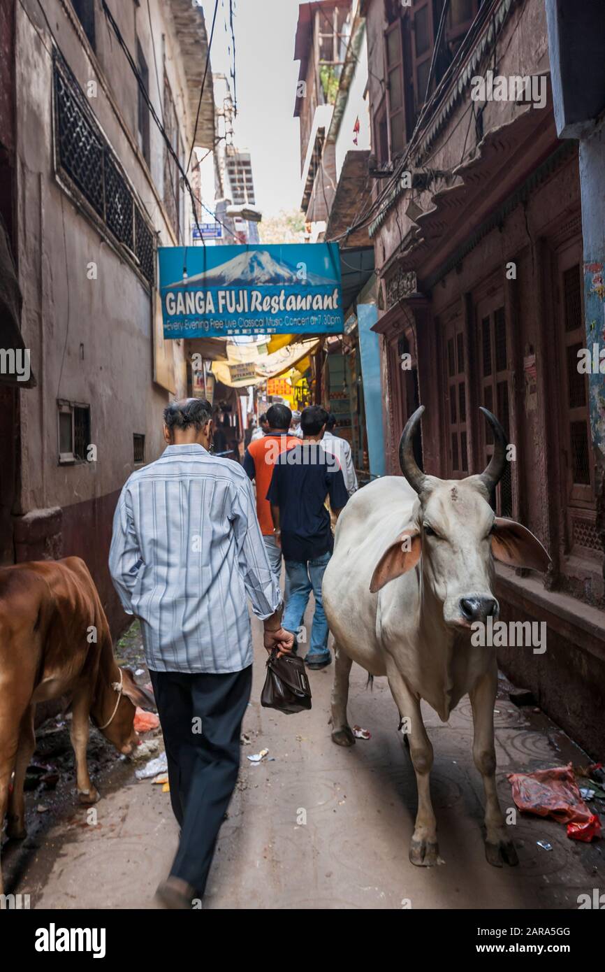 Cattle at narrow alley in Down town of holy Varanasi also Benares ...