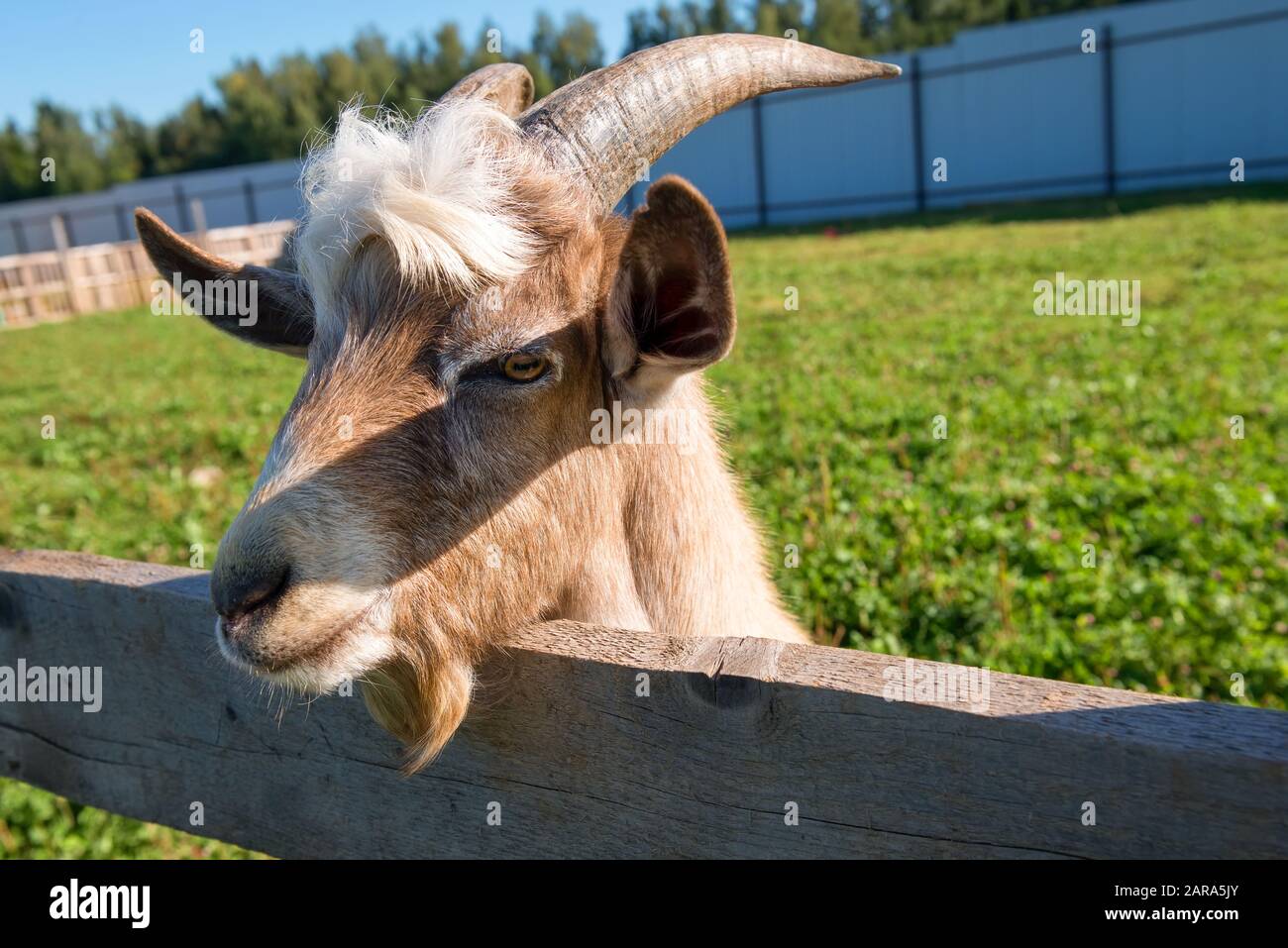 Portrait of a goat on a farm peeking from behind a fence Stock Photo ...