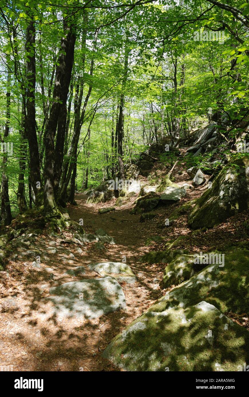 Path in a forest in Brittany Stock Photo - Alamy