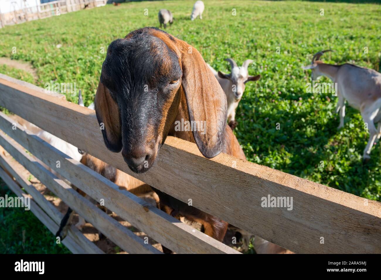 Portrait of a goat on a farm peeking from behind a fence Stock Photo ...