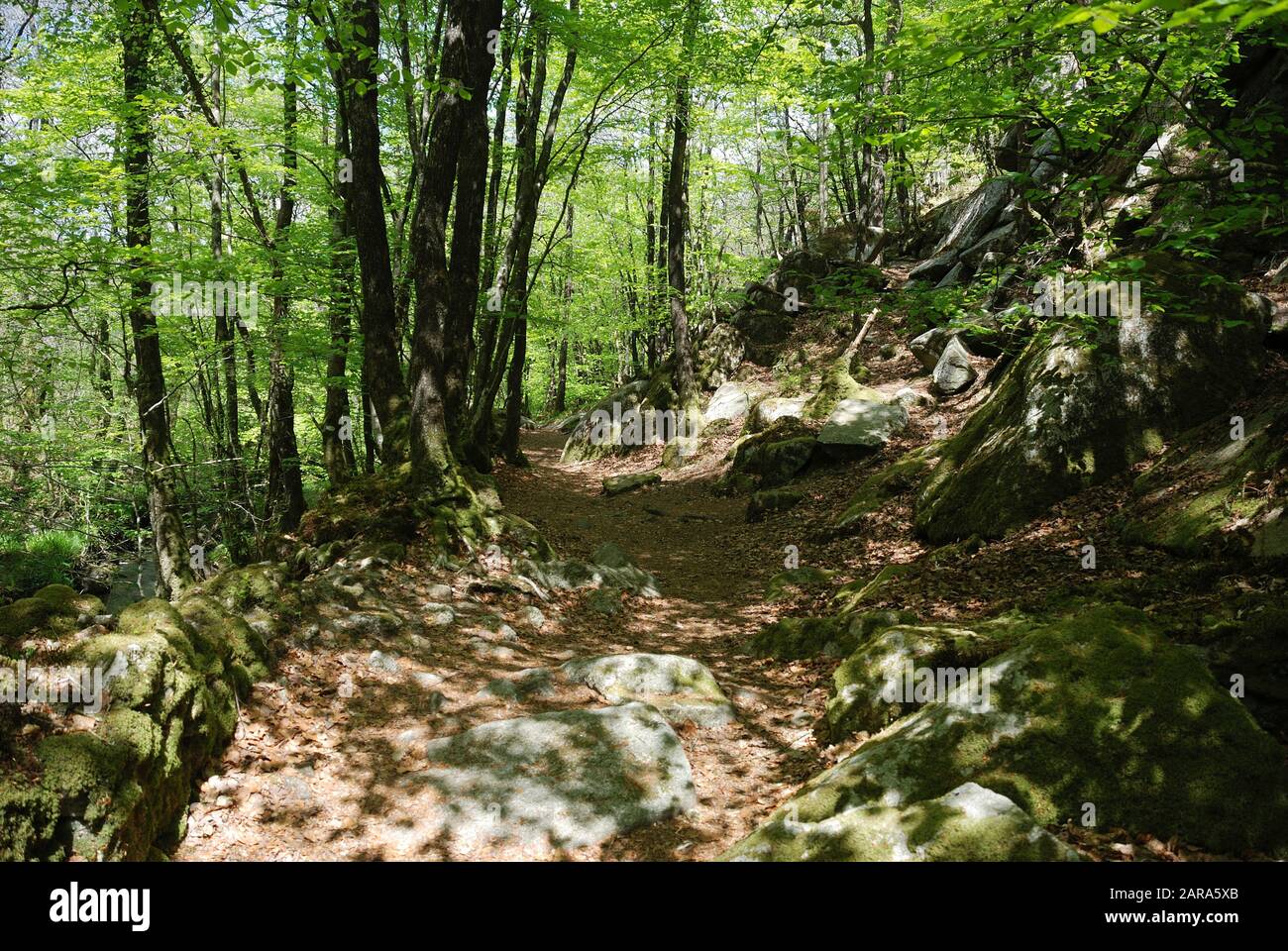 Path in a forest in Brittany Stock Photo - Alamy