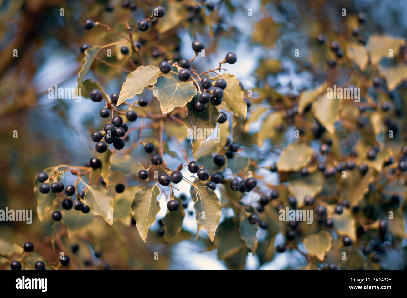 Fruit tree trail hi-res stock photography and images - Alamy
