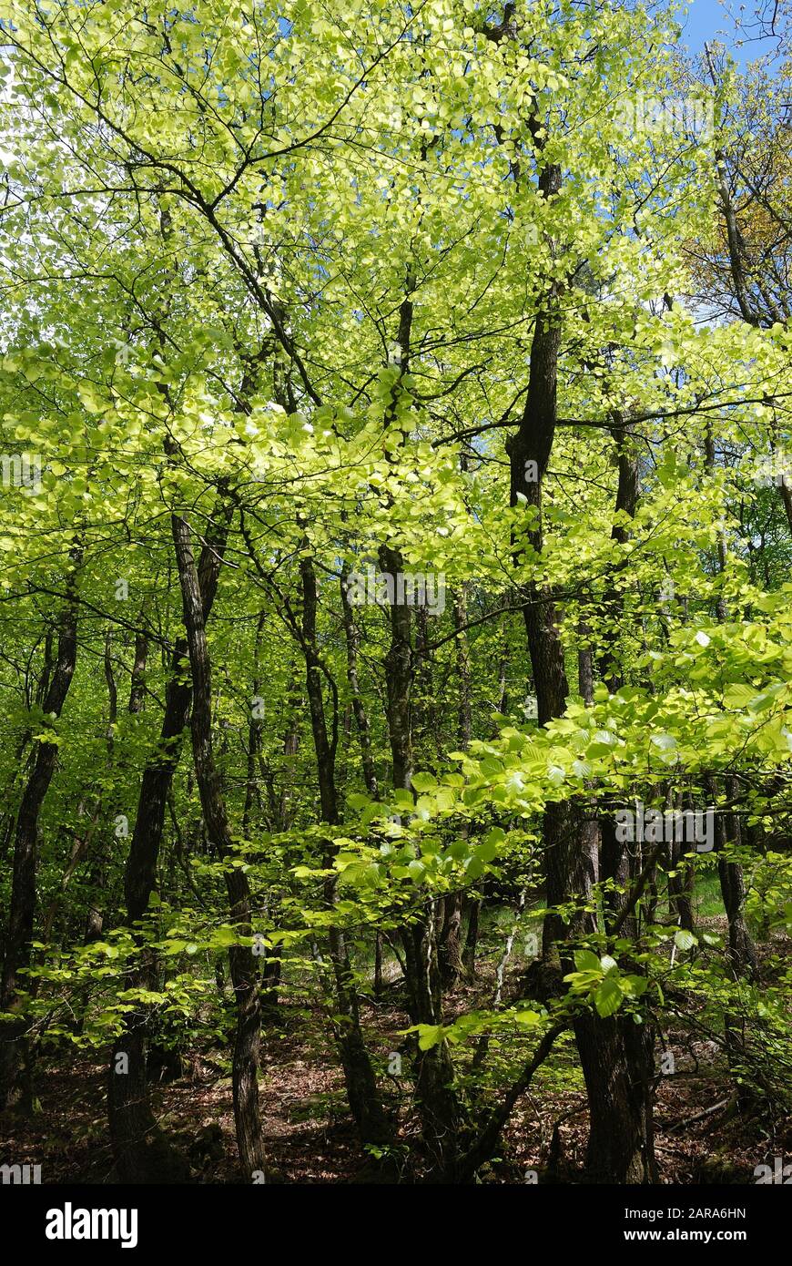 Forest in Brittany at spring Stock Photo - Alamy