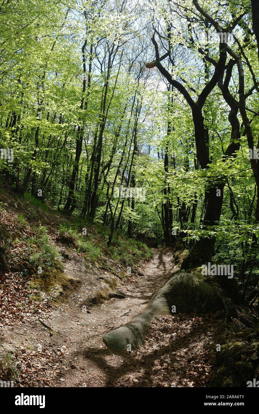 Path in a forest in Brittany Stock Photo - Alamy