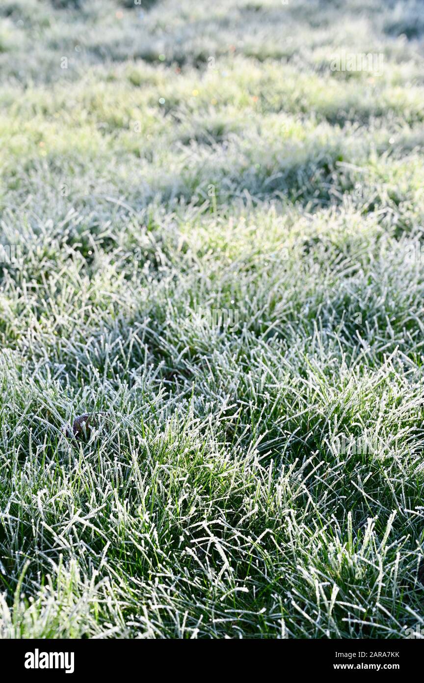 Crisp frost hi-res stock photography and images - Alamy
