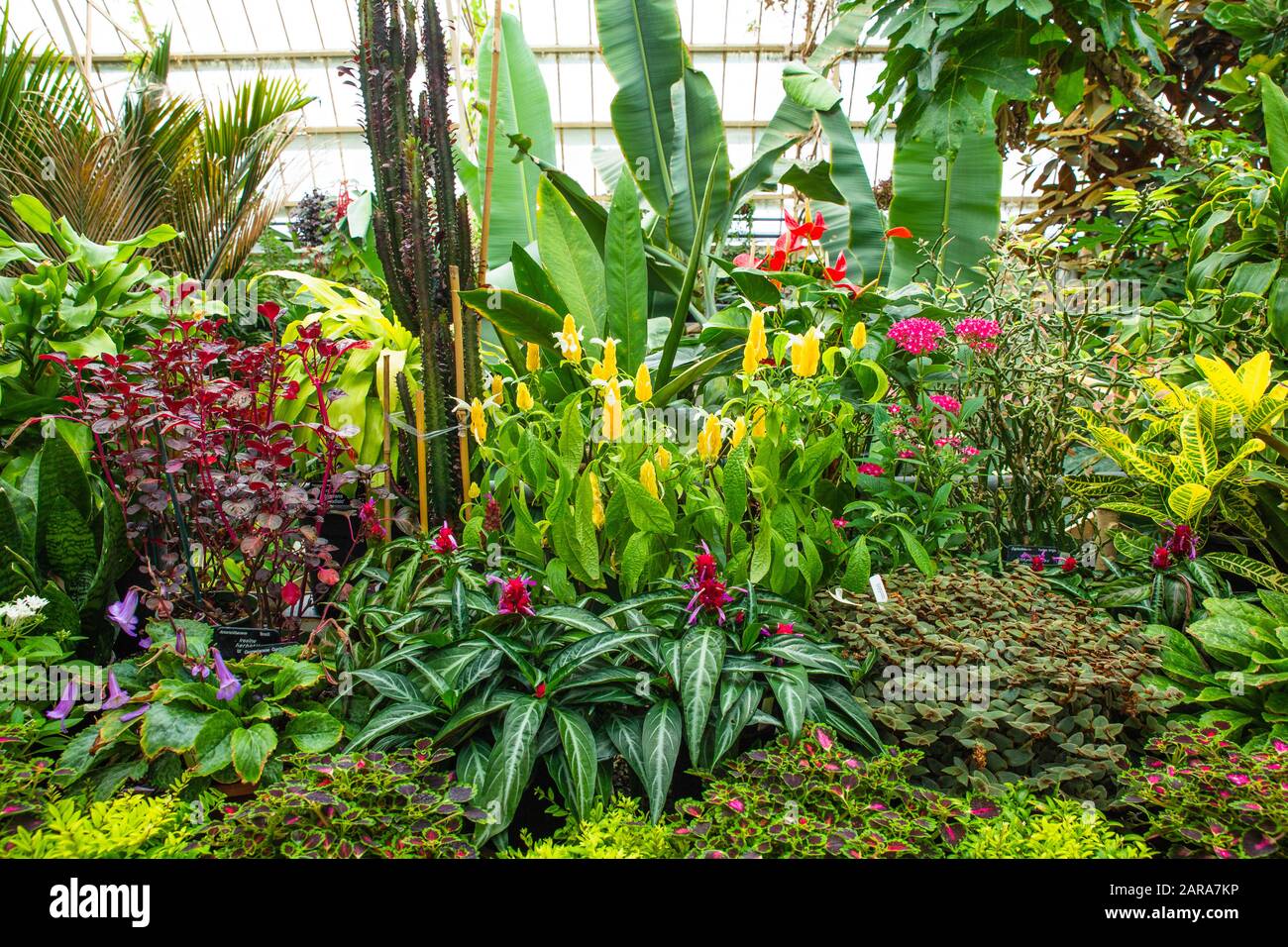 Tropical greenhouse glasshouse sunny interior full of lush green plants ...