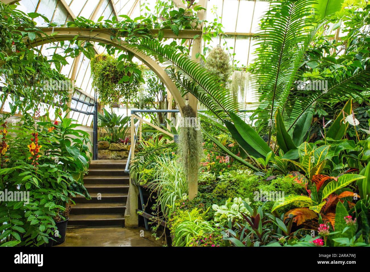 Tropical greenhouse glasshouse sunny interior full of lush green plants ...