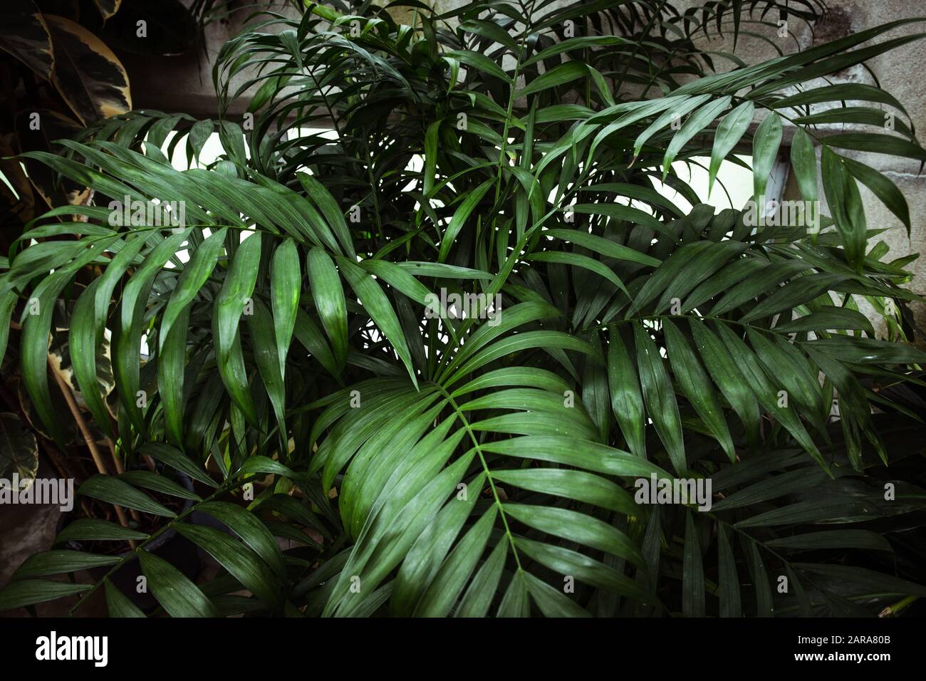 Tropical greenhouse glasshouse sunny interior full of lush green plants ...