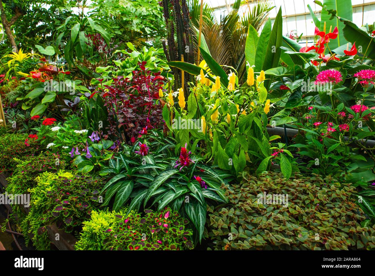 Tropical greenhouse glasshouse sunny interior full of lush green plants ...