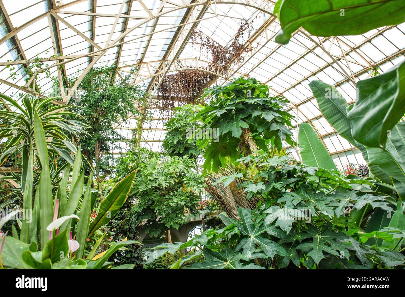 Tropical greenhouse glasshouse sunny interior full of lush green plants ...