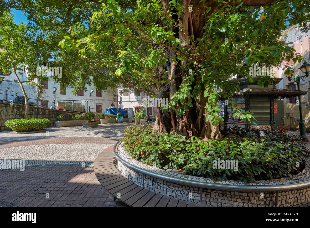 Big old tree growing on historic Lilau Square (Largo do Lilau). Macau ...