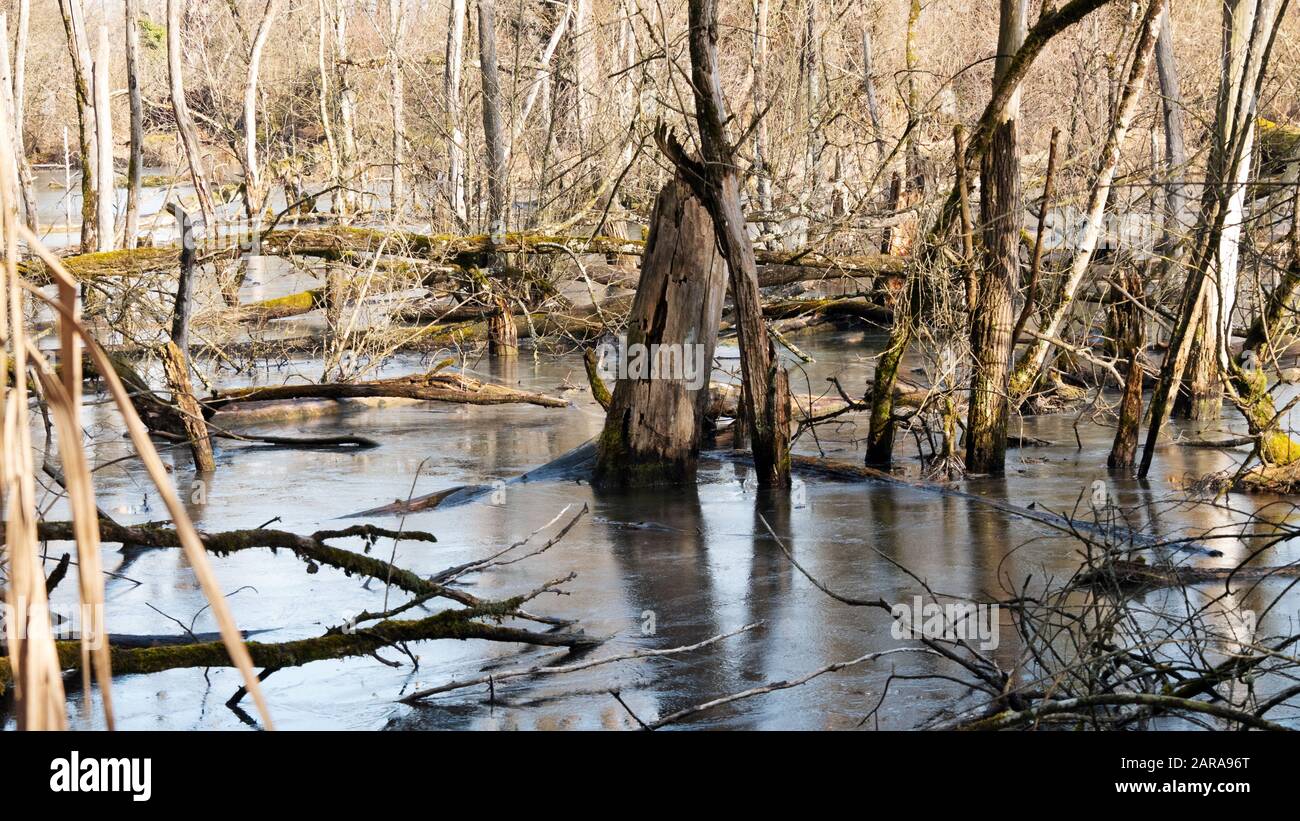 Nature reserve in winter Stock Photo - Alamy